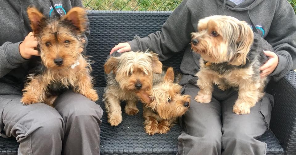 Our Gallery | Dukesmead Boarding Kennels & Cattery